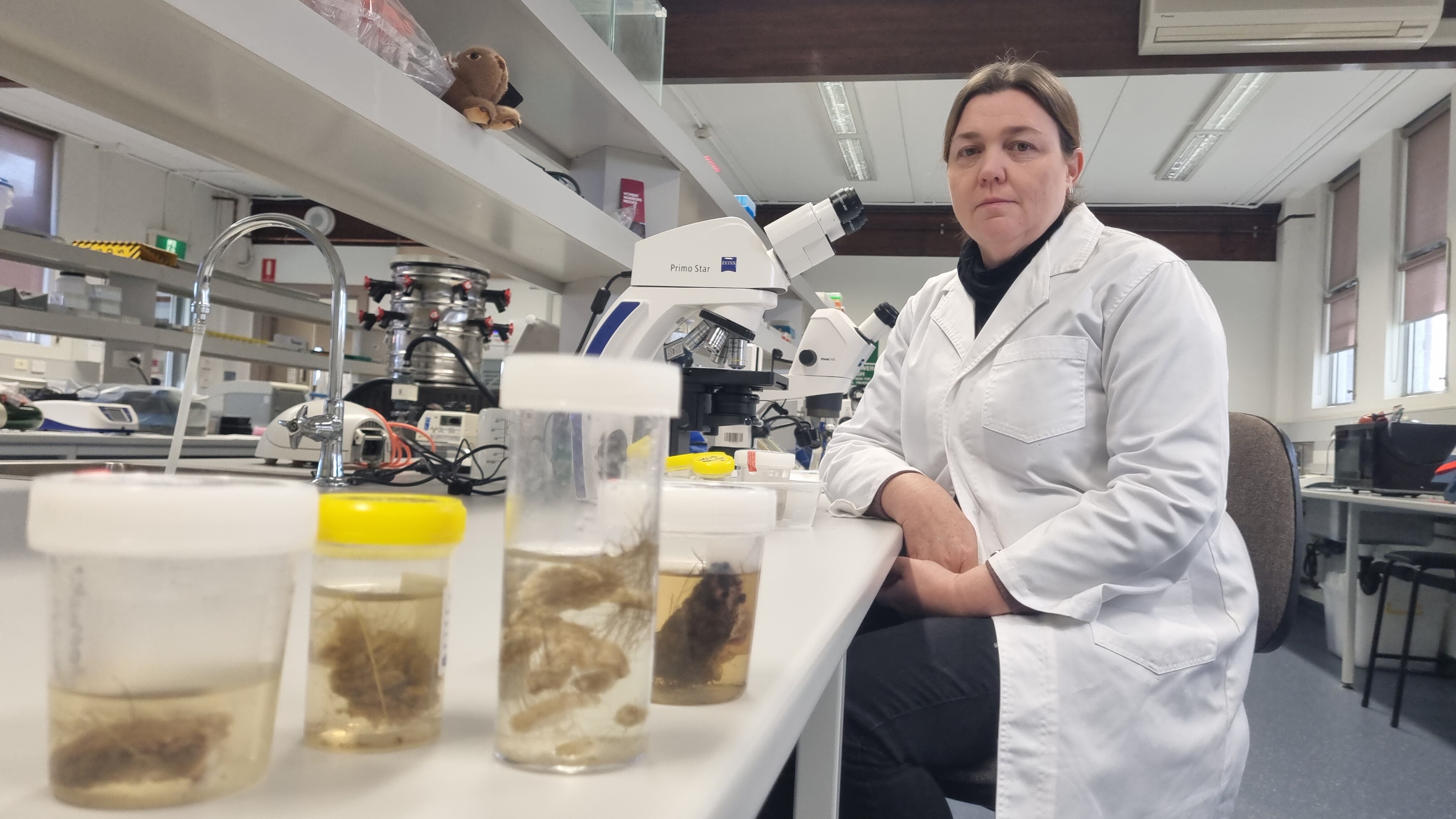 Wombat advocates train army of helpers to treat native animals for ...