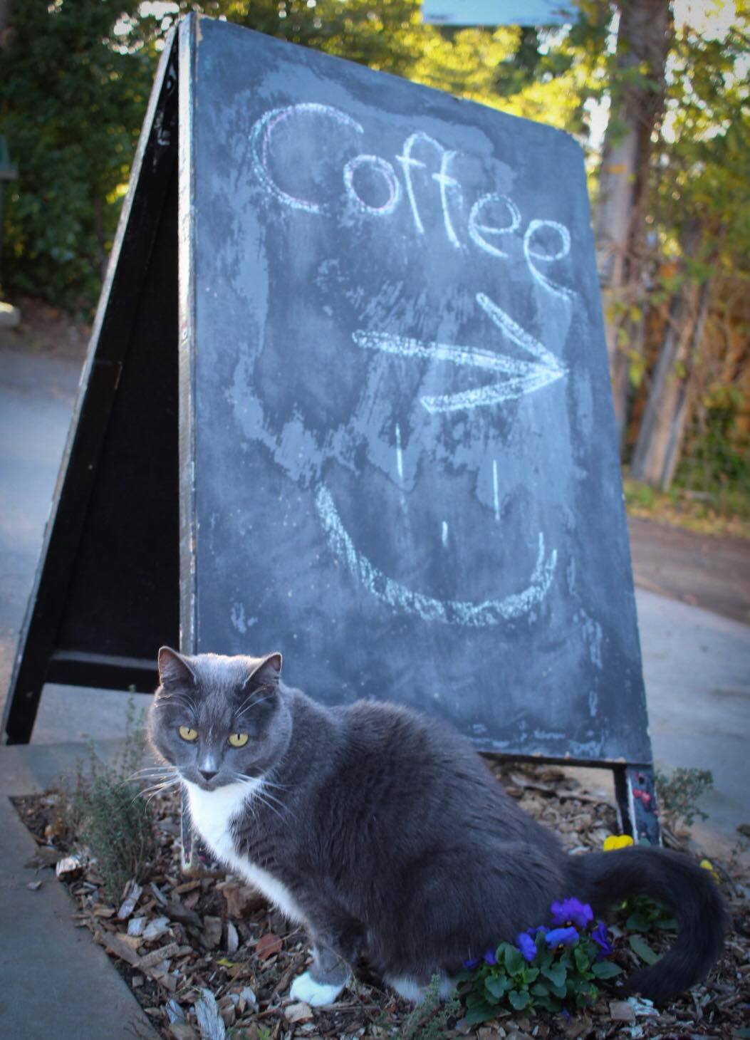 Farewell Skeeter, beloved grumpy store cat - ABC listen