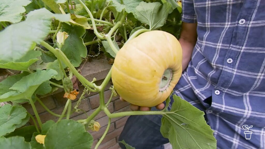 Growing Pumpkin - Gardening Australia