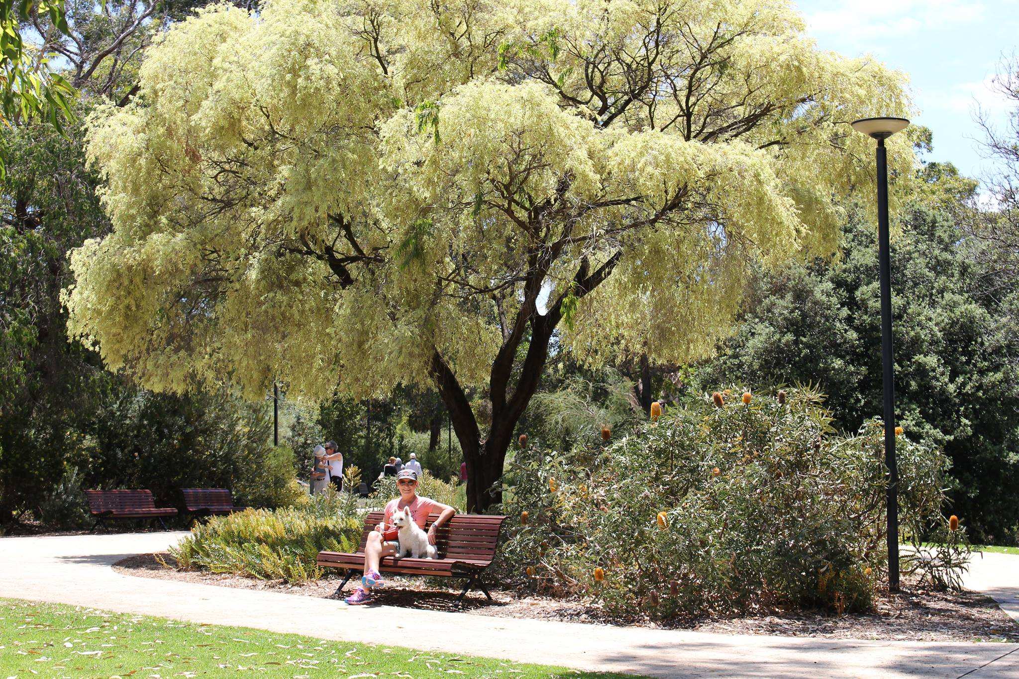 National Tree Day: A selection of some of Australia's favourite trees ...