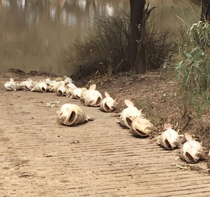 Hundreds of fish, crabs die after extreme Queensland weather - ABC News