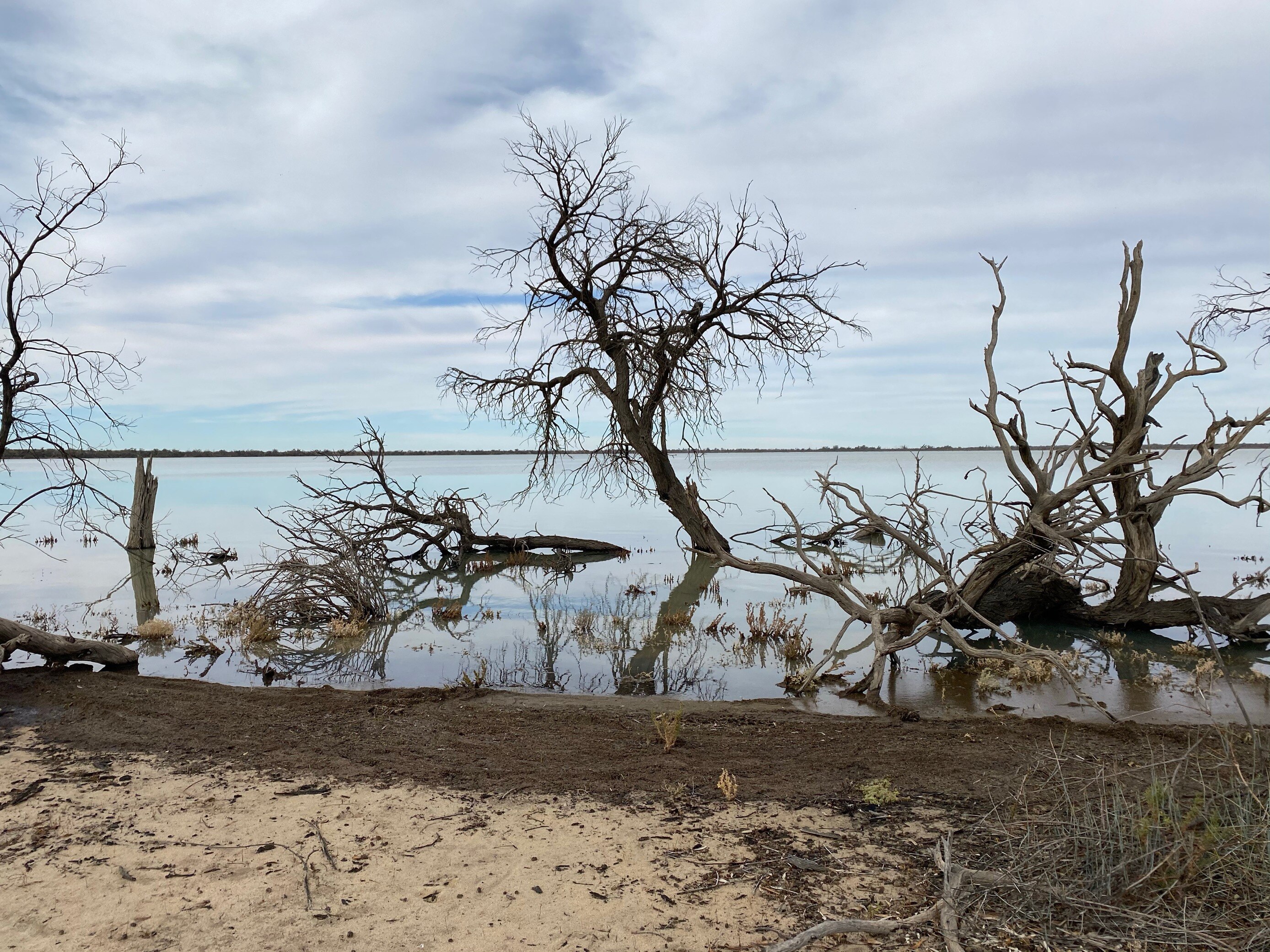 Chowilla Regional Reserve water, native wildlife returns to important ...