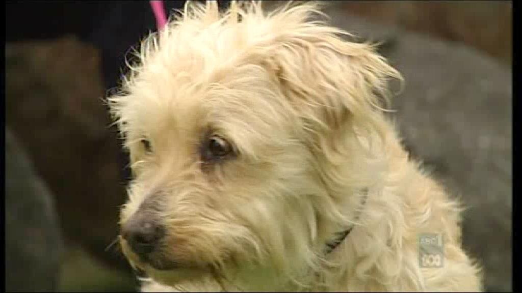 Lost dog set to finally return home - ABC News