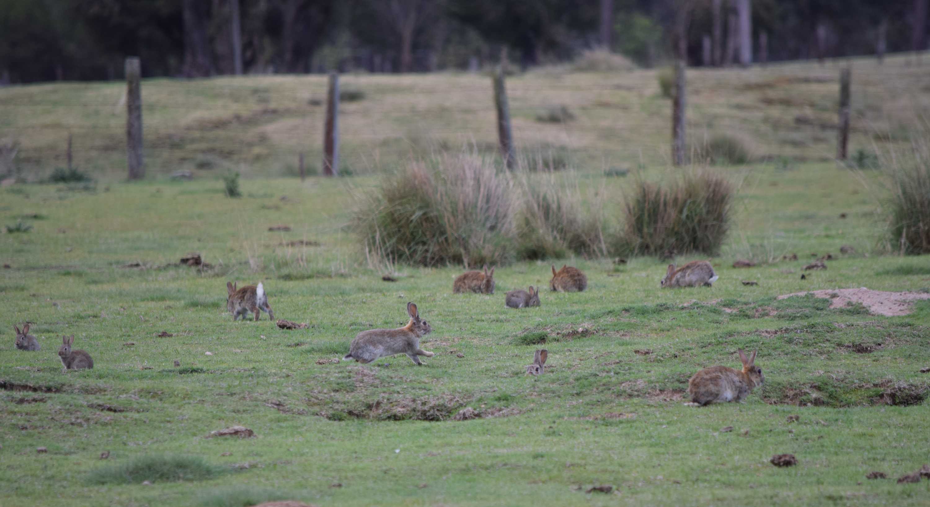 Ongoing drought, calicivirus decimate feral rabbit populations in ...