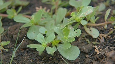 Know Your Weeds - Gardening Australia