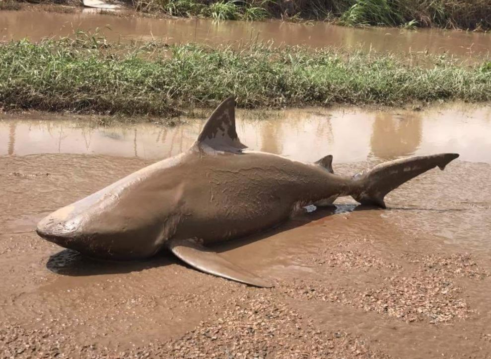 Cyclone Debbie: Bull shark found washed up near Ayr - ABC News