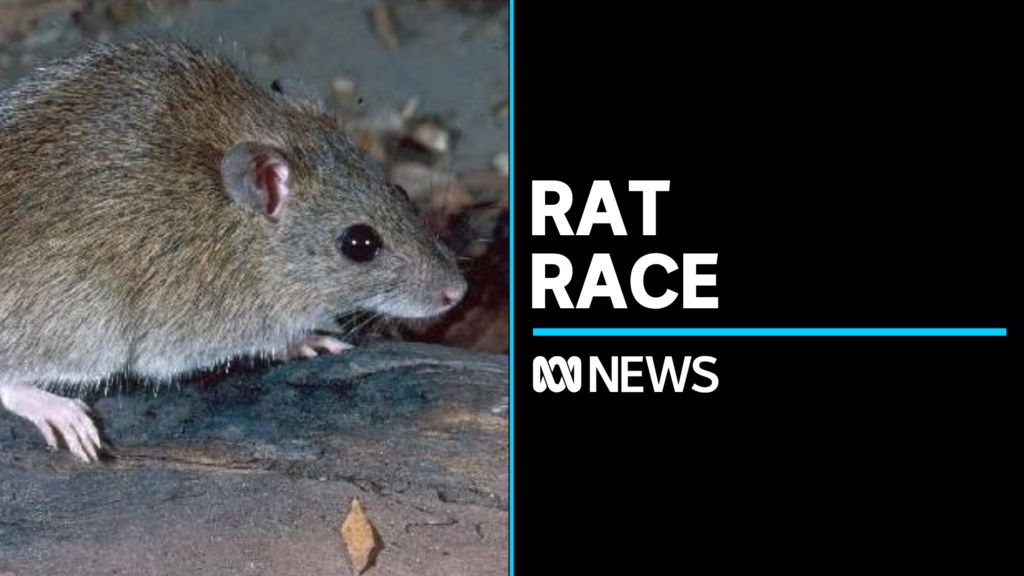 Native rats in their 'millions' invade North Queensland sugar cane ...
