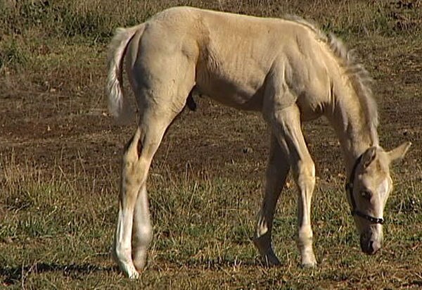 Jerangle - 2630 - Location - ABC News