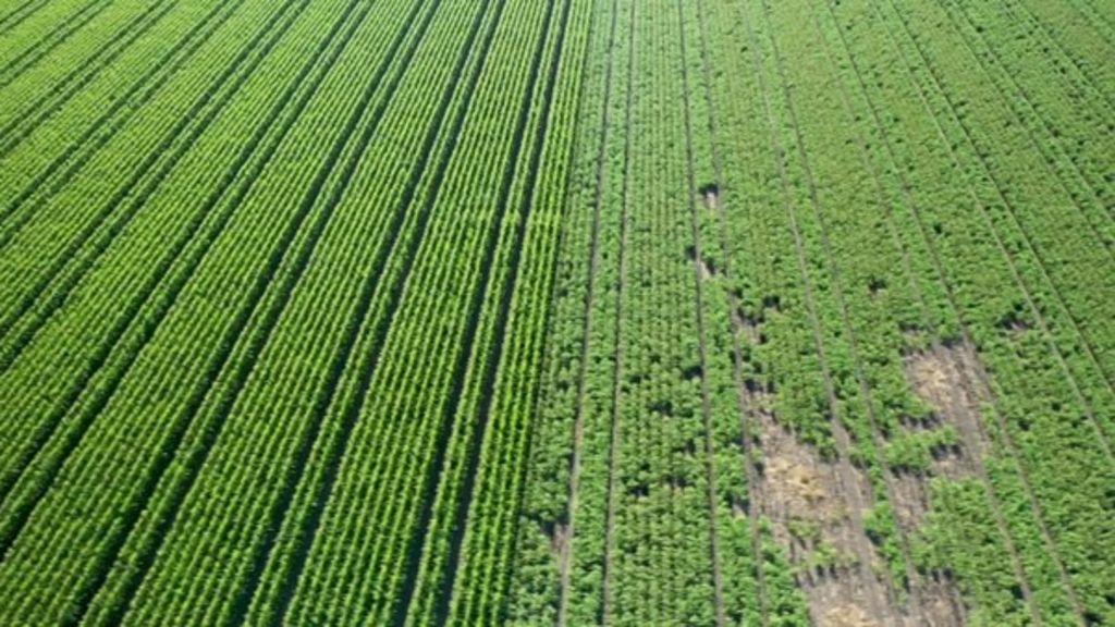 ABC Rural - ABC News