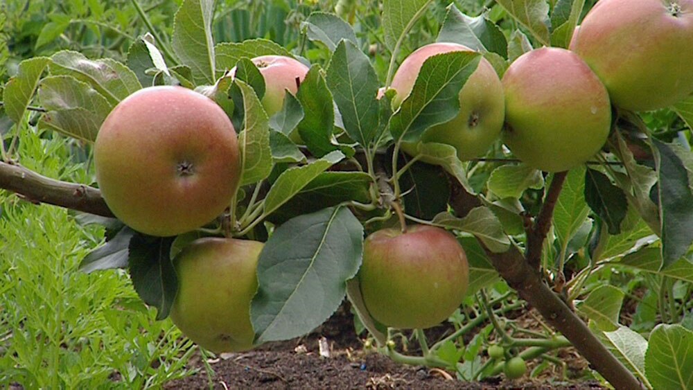 Create an Orchard - Gardening Australia
