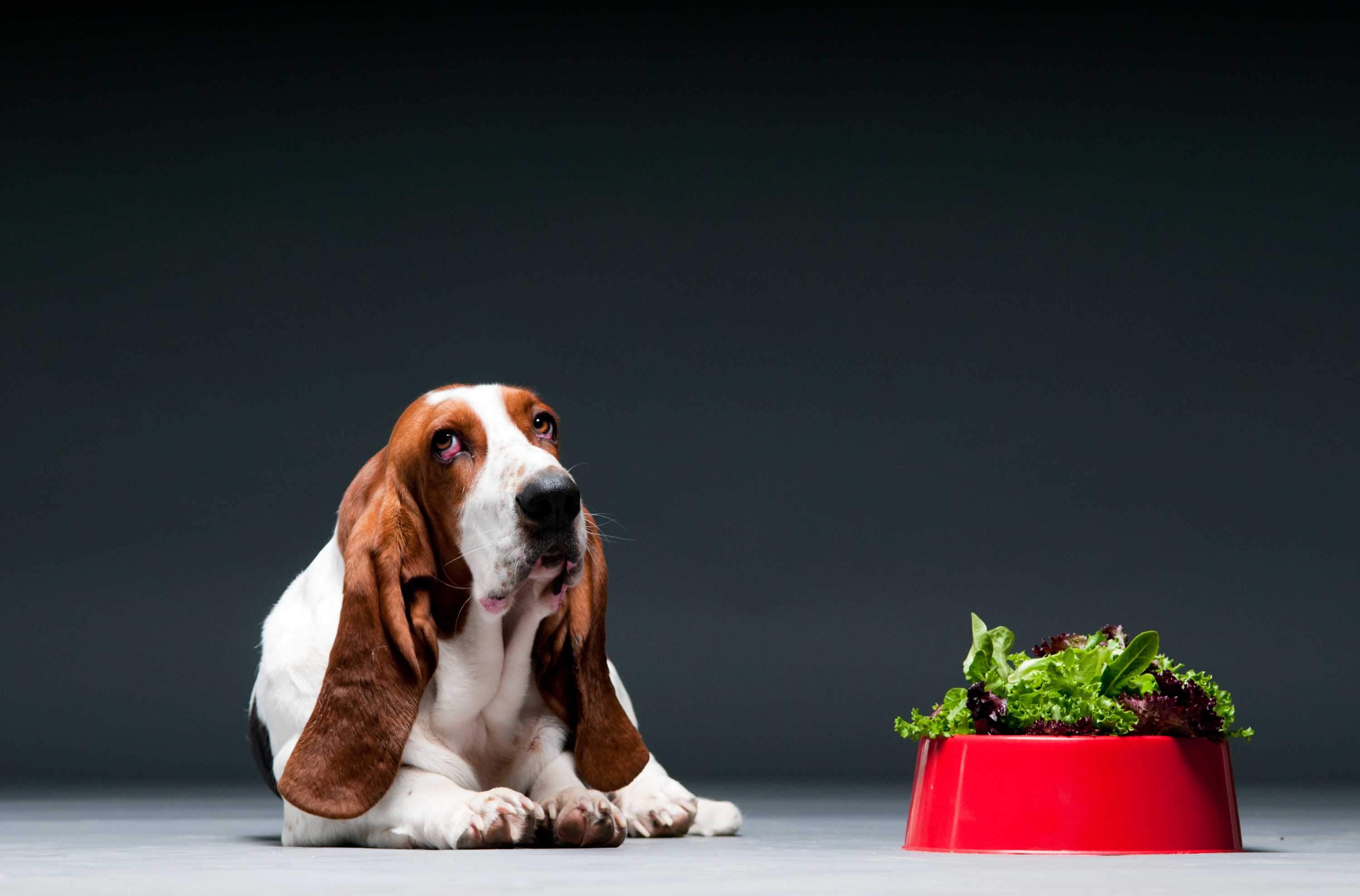 Do Dogs Need Meat To Survive