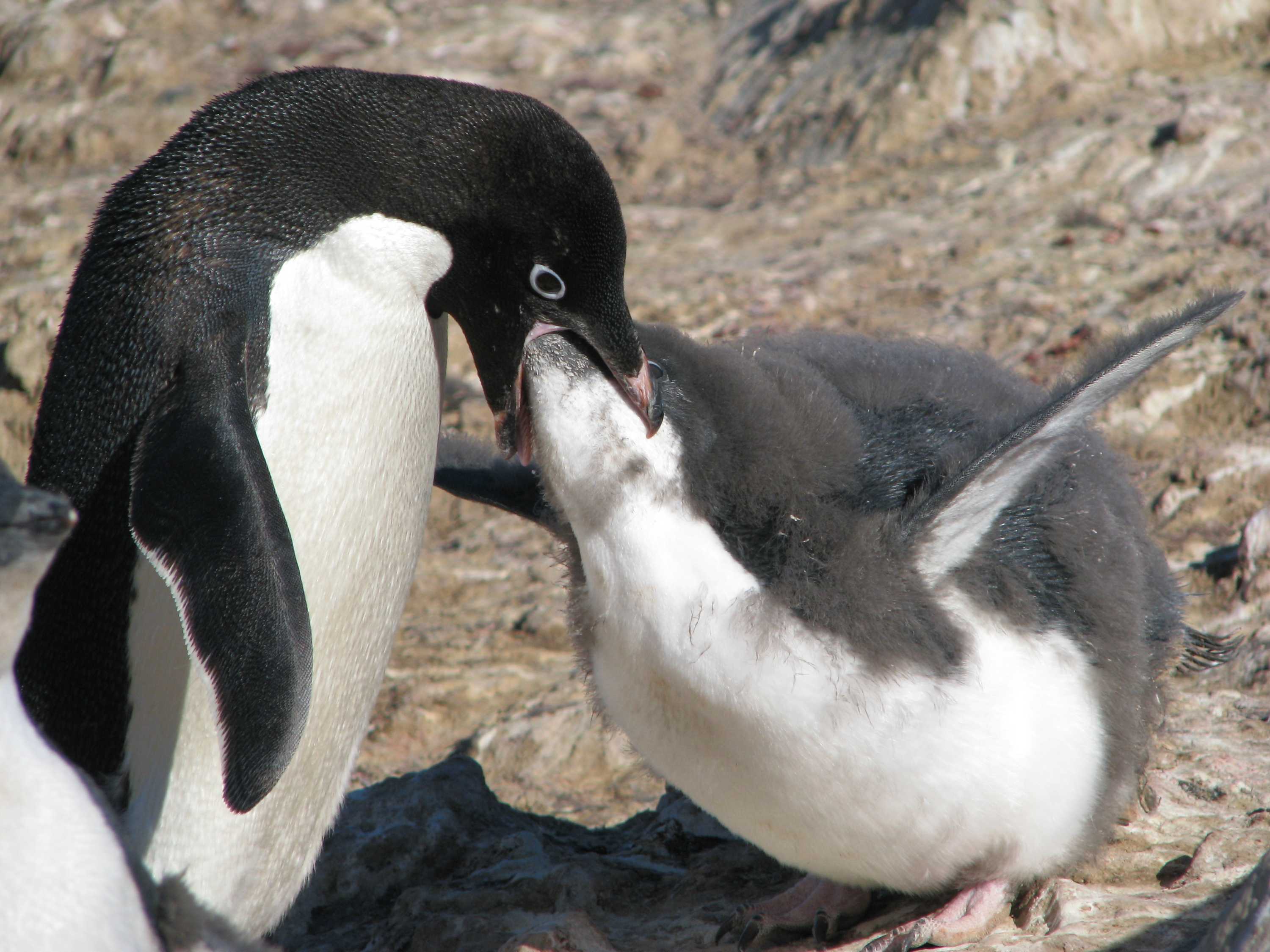 The first complete atlas of marine life in the Southern Ocean - ABC ...