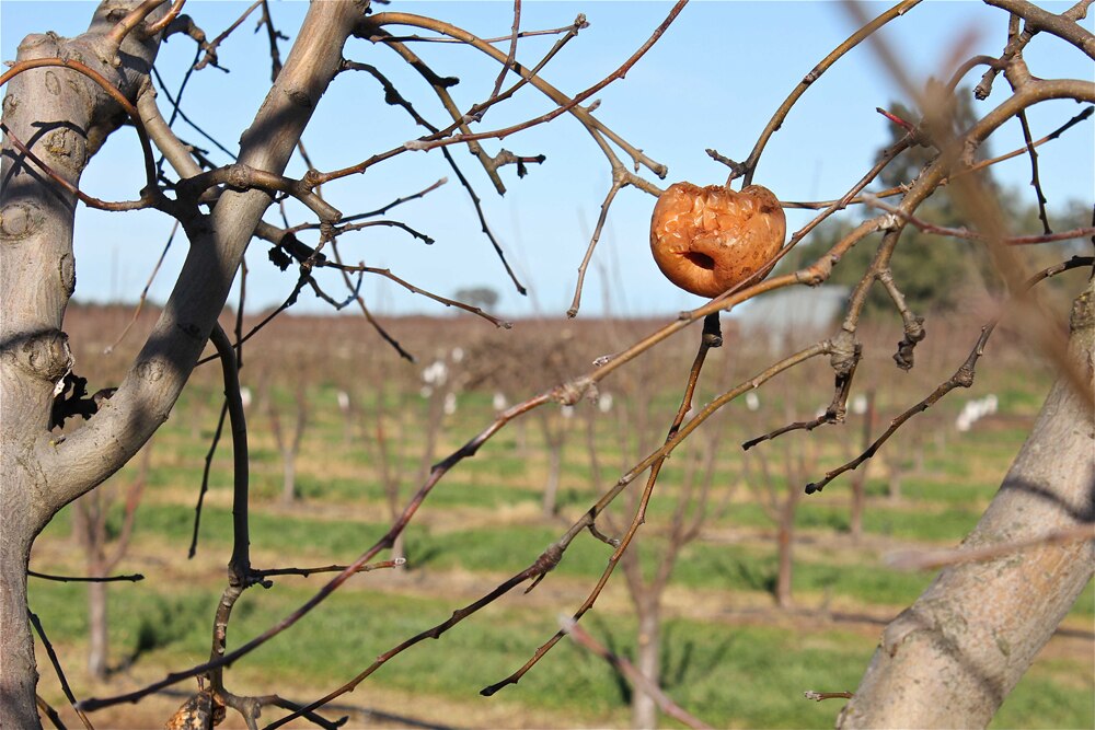 Time to scrub your trees. - ABC Hobart