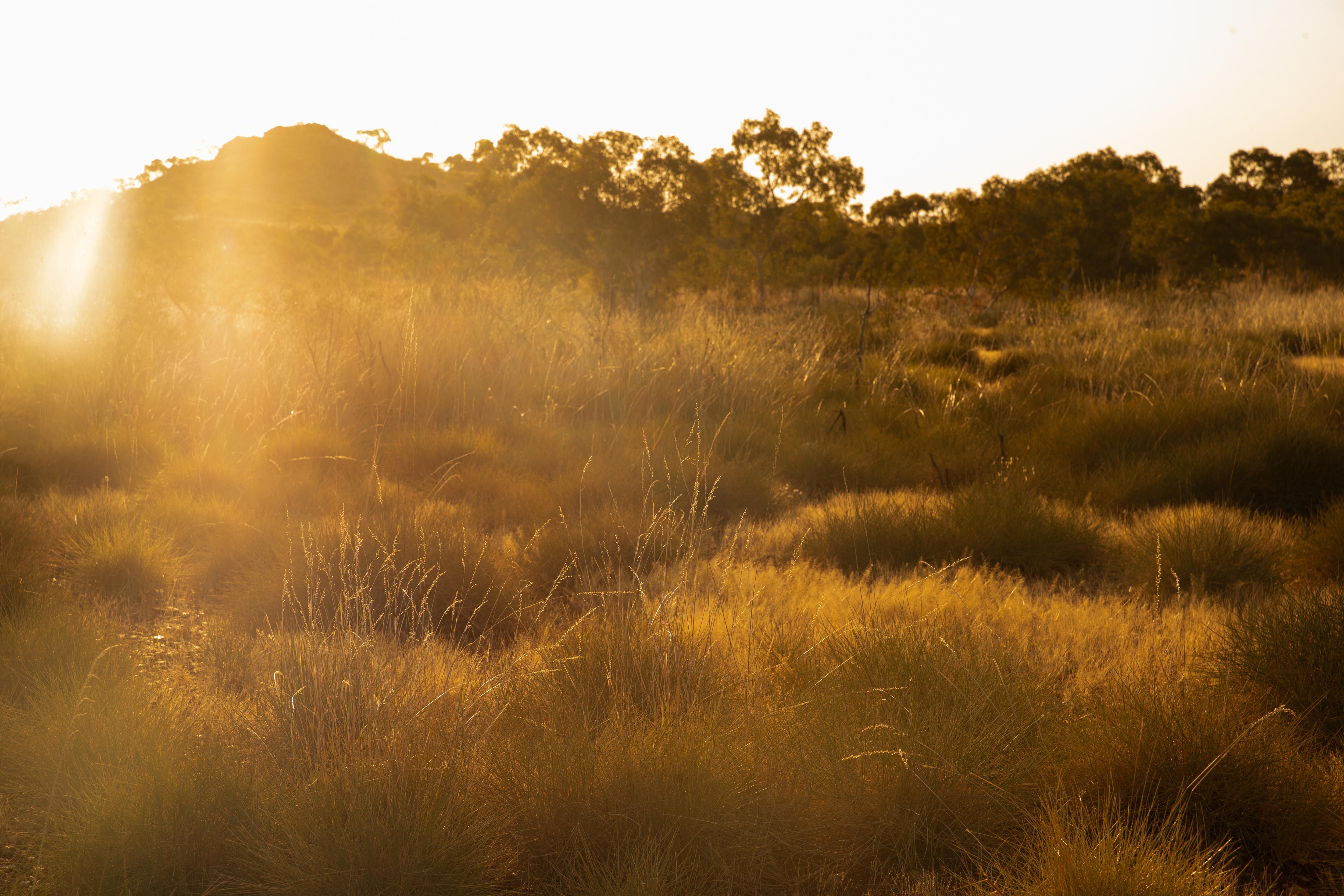 Coming home to Country - ABC News