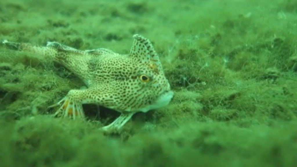 Saving the Spotted Handfish - ABC News