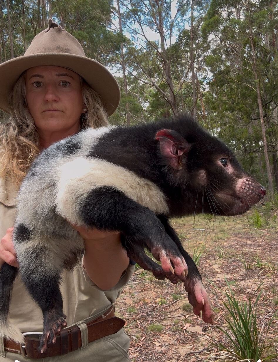 Unique Tasmanian devil caught by mistake released into the wild - ABC News