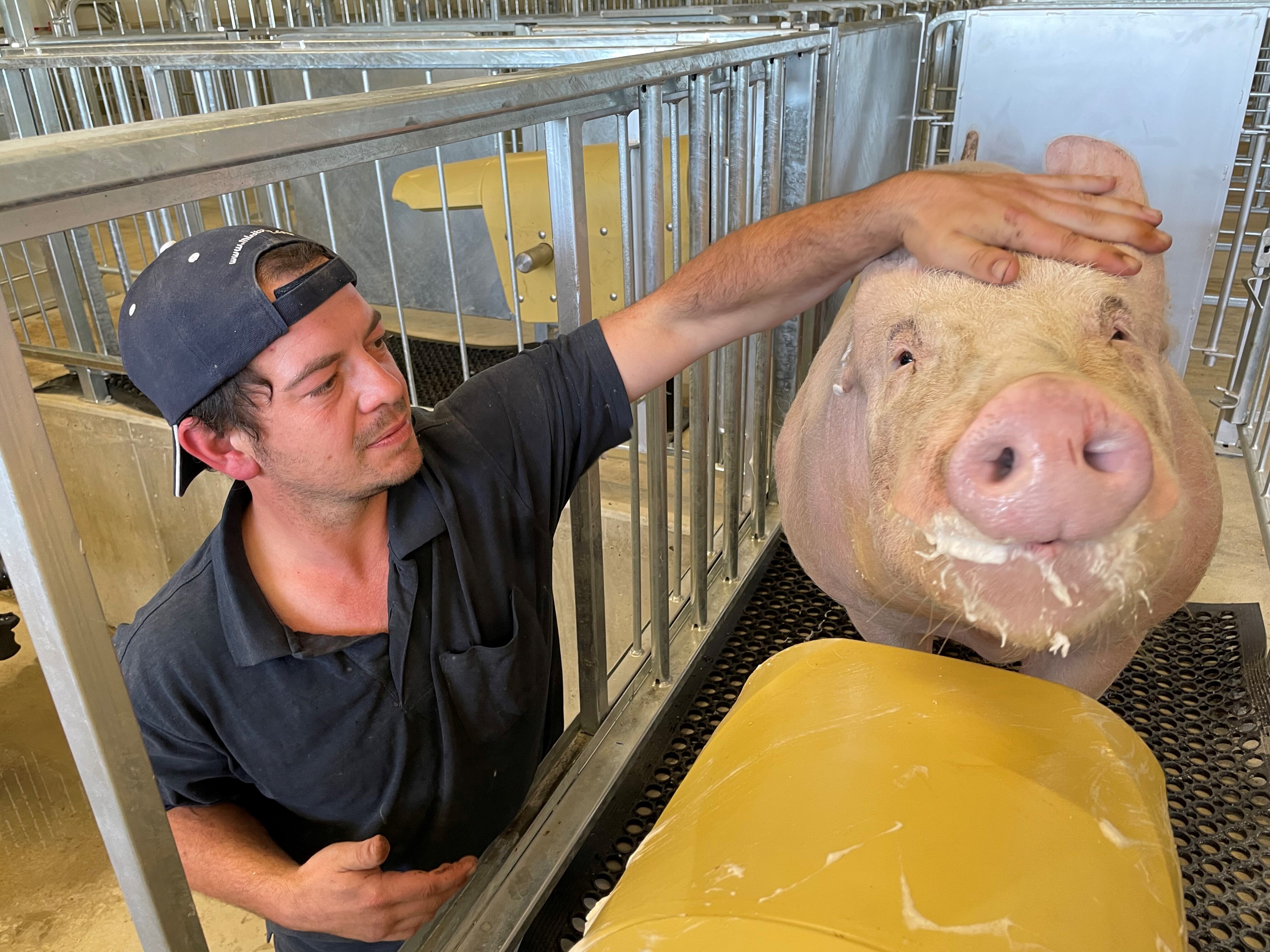 Pig sperm bank expands quarantine station to protect industry from ...