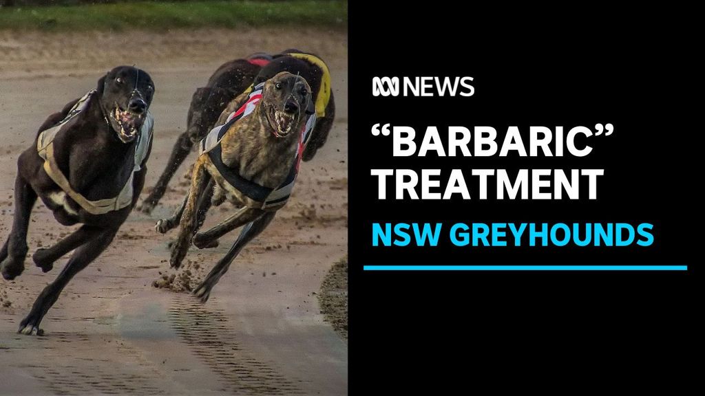 Independent inquiry to be held into greyhound racing in NSW - ABC News