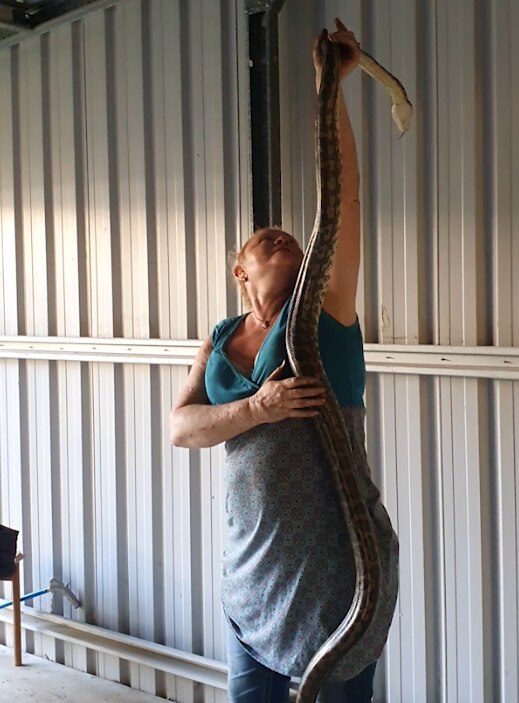 Snake catcher rescues 2.6m python - ABC News