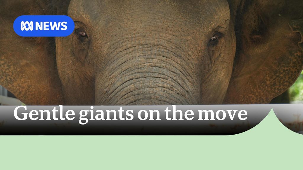 Perth Zoo prepares to farewell Asian elephants as relocation plan hits ...