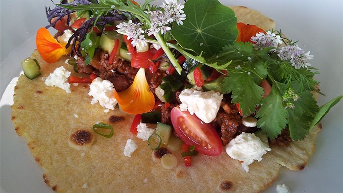 Kangaroo Tacos - ABC News