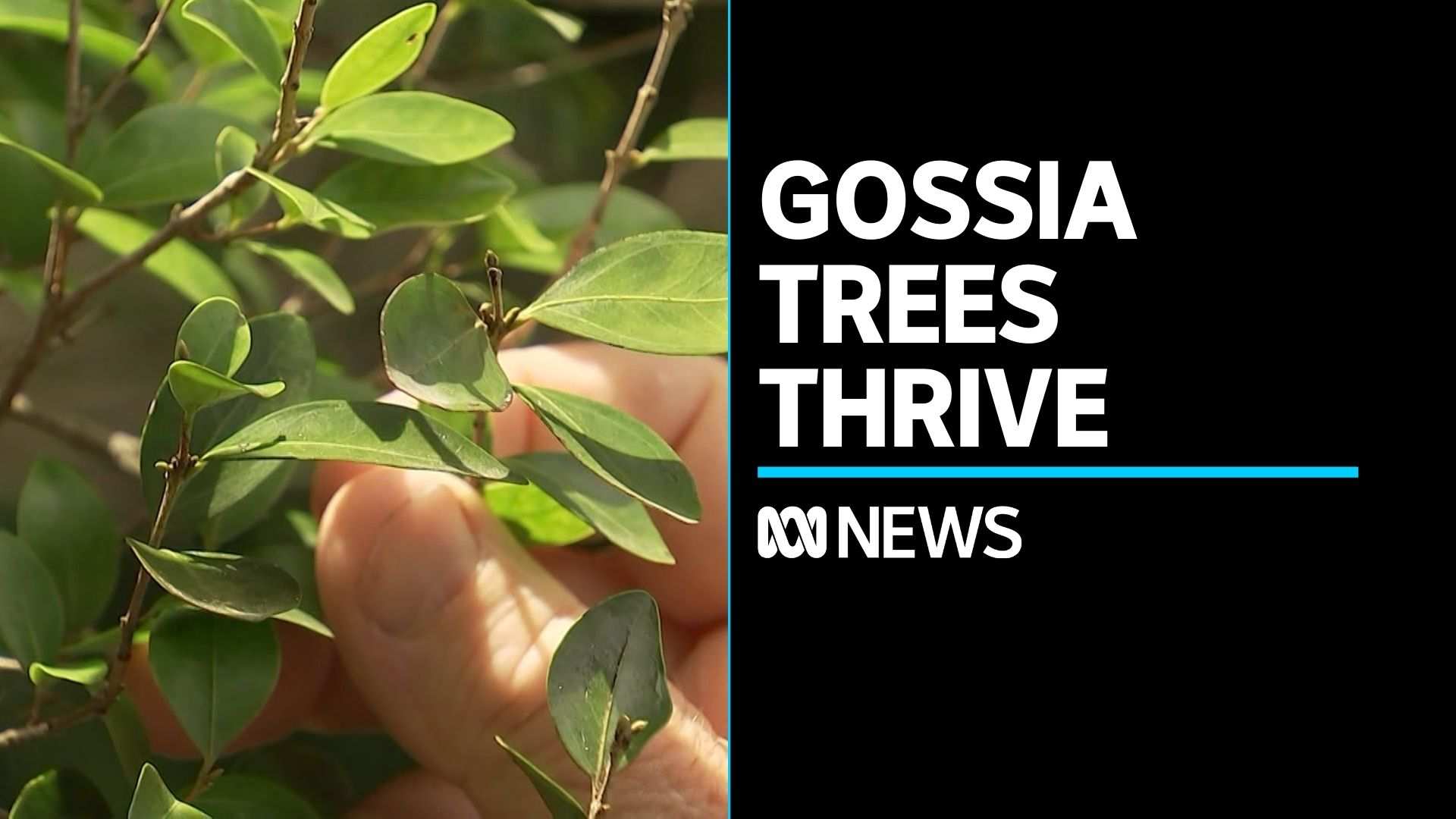 Gossia trees thrive - ABC News