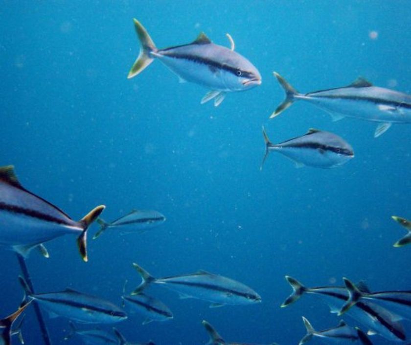 Kingfish makes epic swim to NZ - ABC News