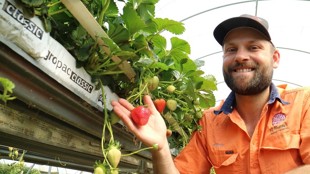 Can you extend the life of coir for growing berries? - ABC listen