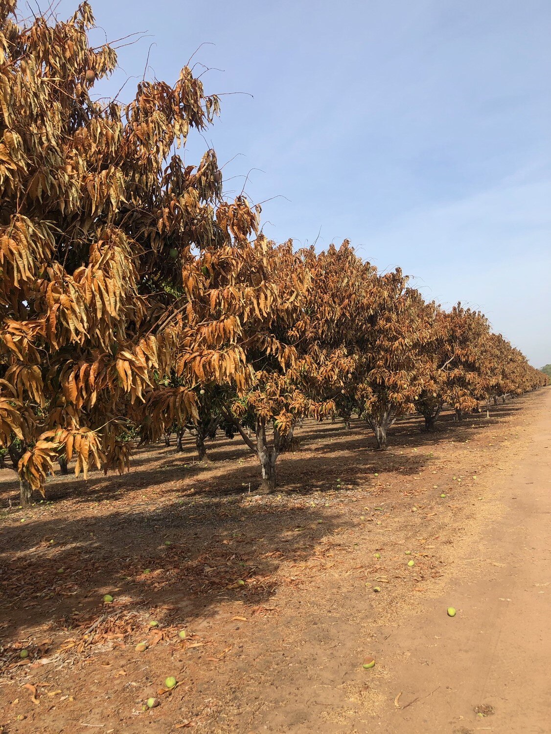 Bushfires and strong winds knock millions of dollars off NT mango crop ...