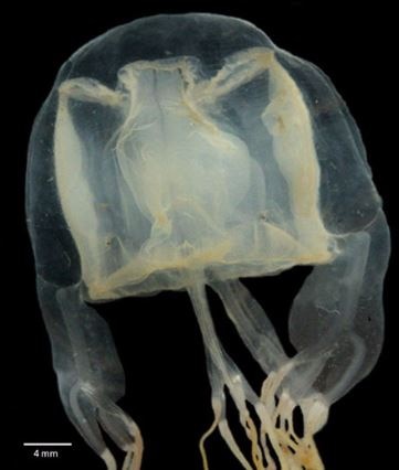 New pygmy box jellyfish Chiropsella Saxoni identified by scientists ...