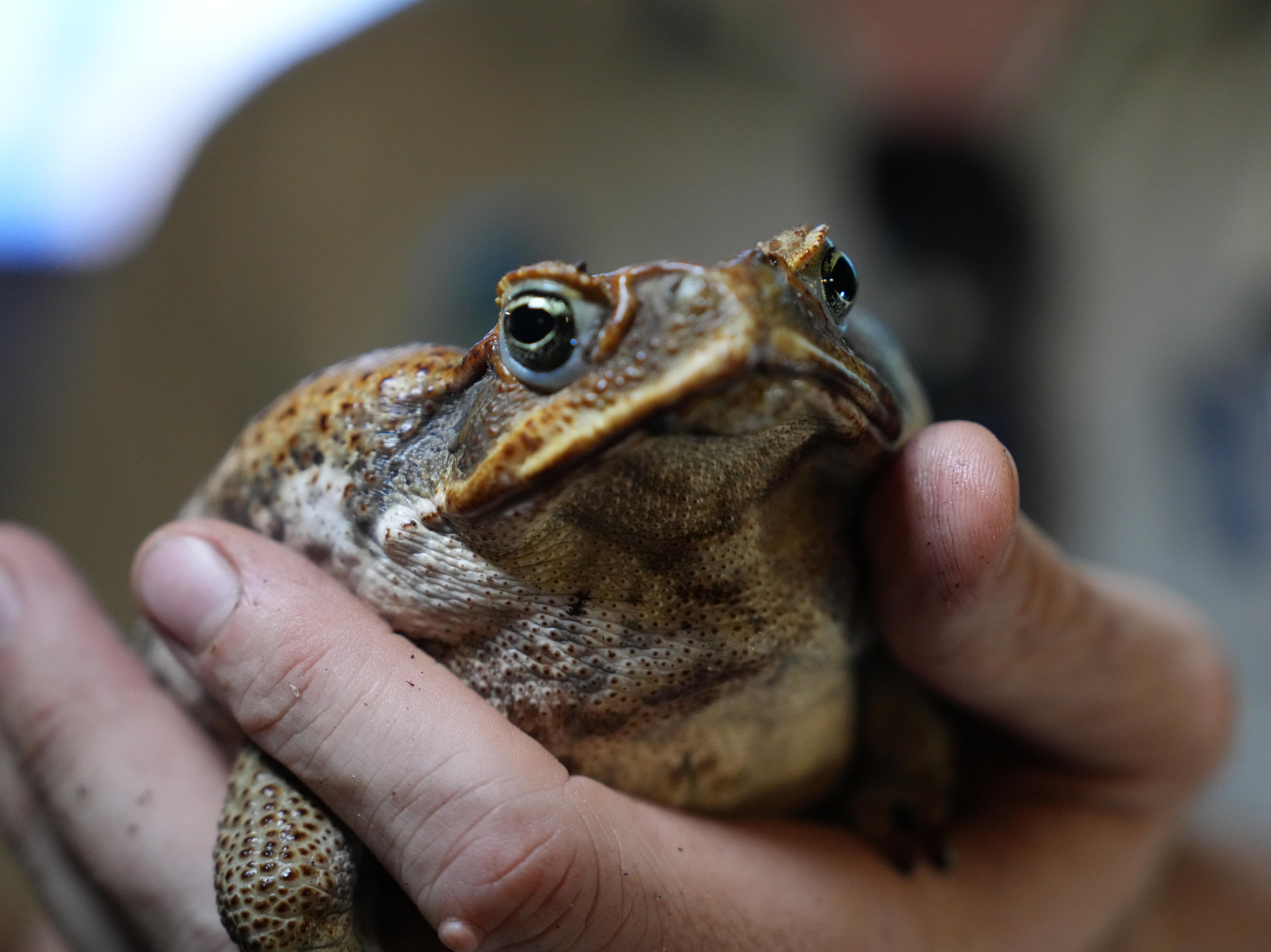 'Toad busters' take up the fight against deadly pest in northern ...