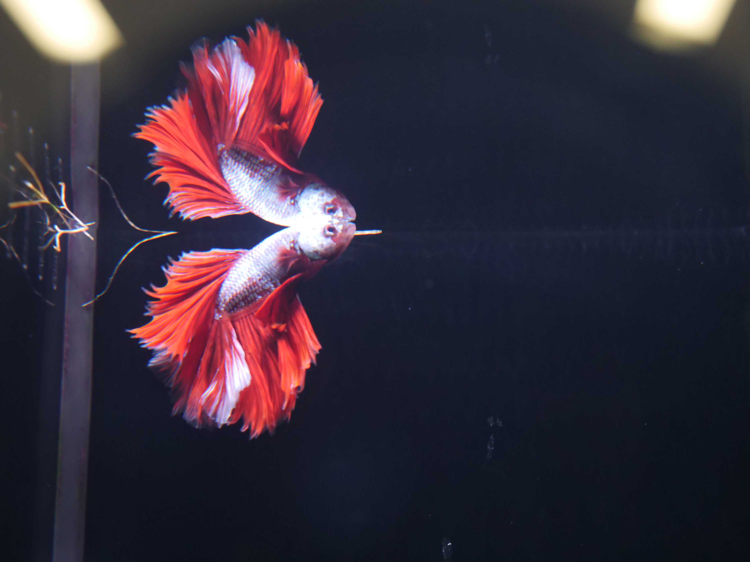 Rogue Siamese fighting fish breeding by the thousands in Darwin's ...