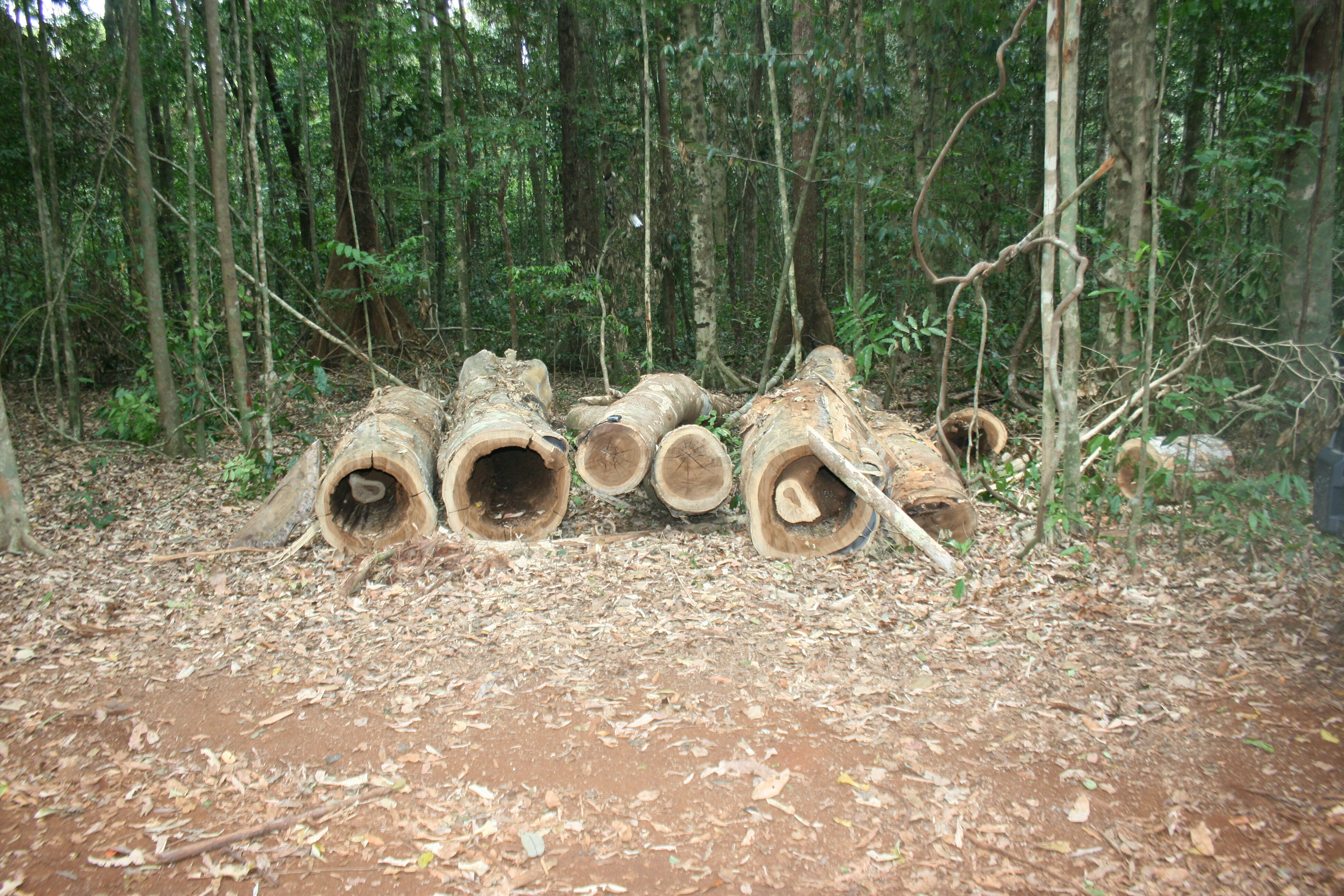 Queensland company fined for unlawful logging in Wet Tropics World ...
