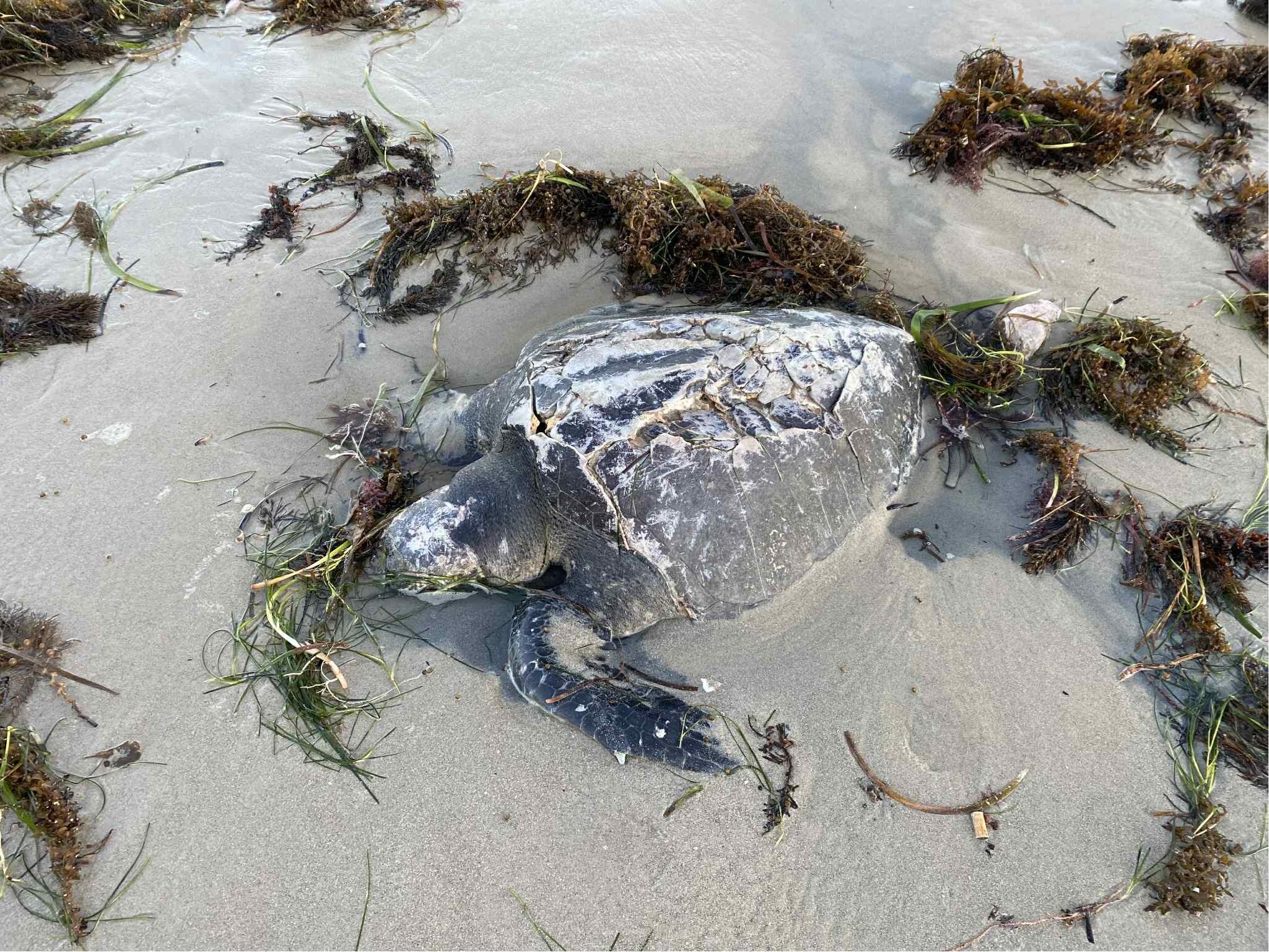 What is happening with SA's algal bloom and why should the rest of ...