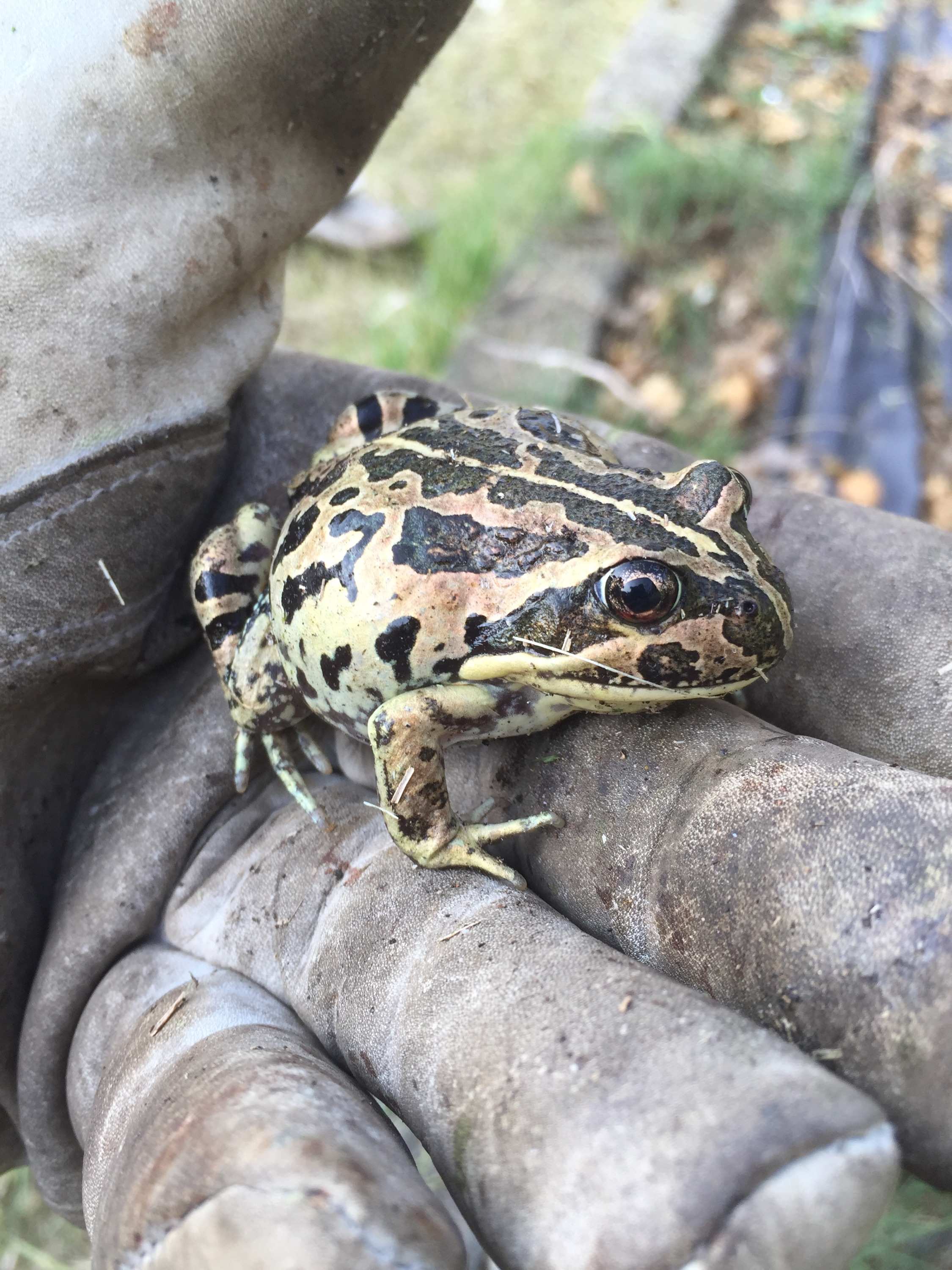 Citizen scientists needed to record frog sounds via app developed by ...