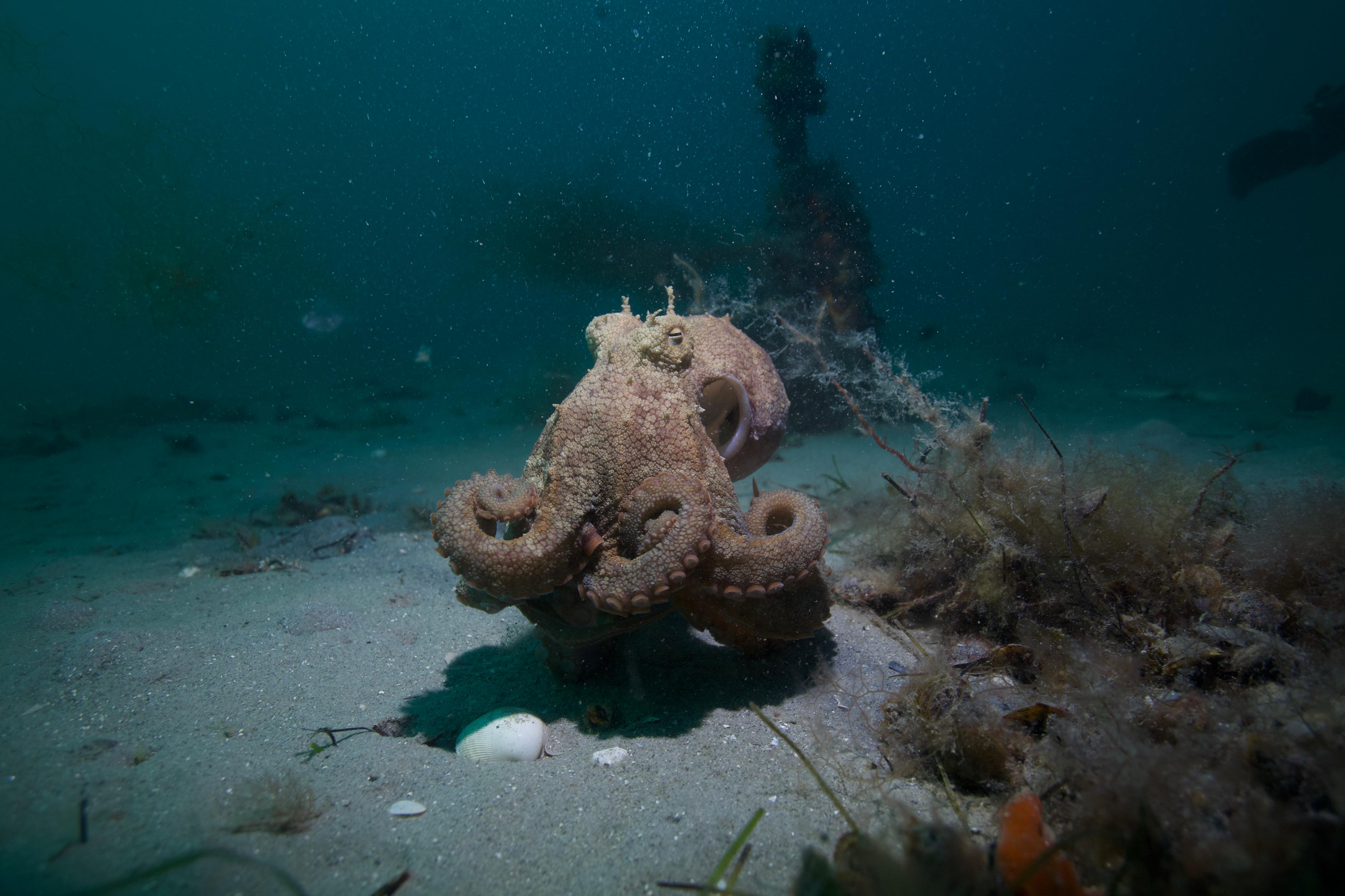 The Philosopher's Zone with David Rutledge - ABC listen