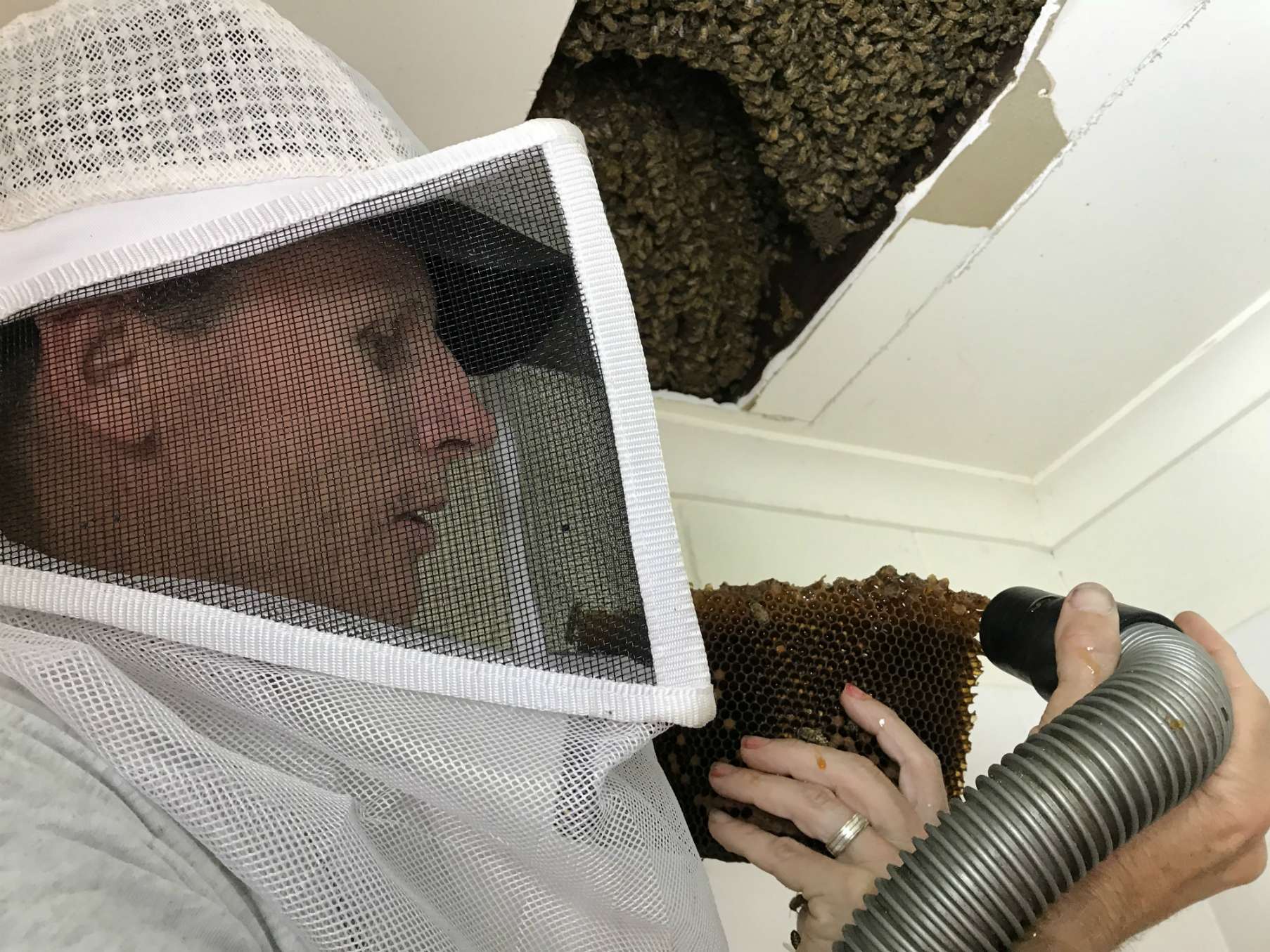 Apiarist strikes gold finding more than 50,000 bees in a bathroom brood ...