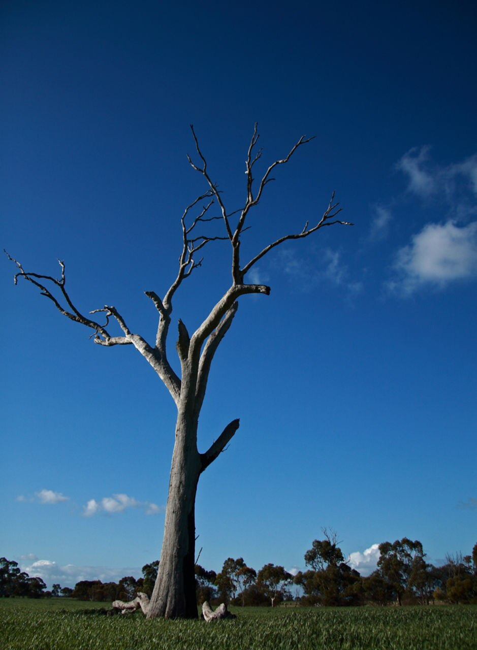 Mundulla - 5270 - Location - ABC News