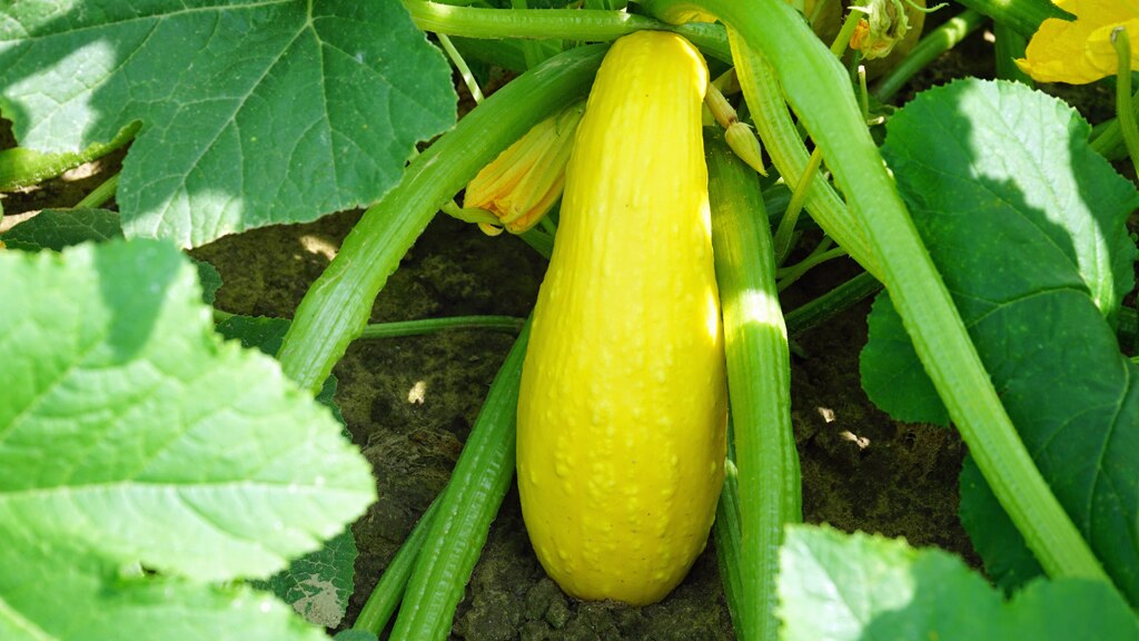 Squash - Gardening Australia