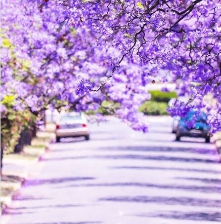 Why there's a lot more to love about jacarandas than just their purple ...