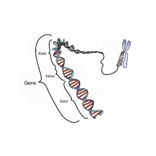 Synthetic life and gene mining - ABC listen