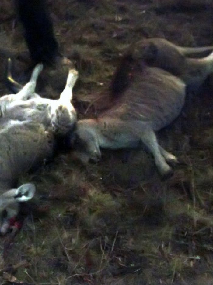 Kangaroo plague hits south-west Queensland - ABC listen