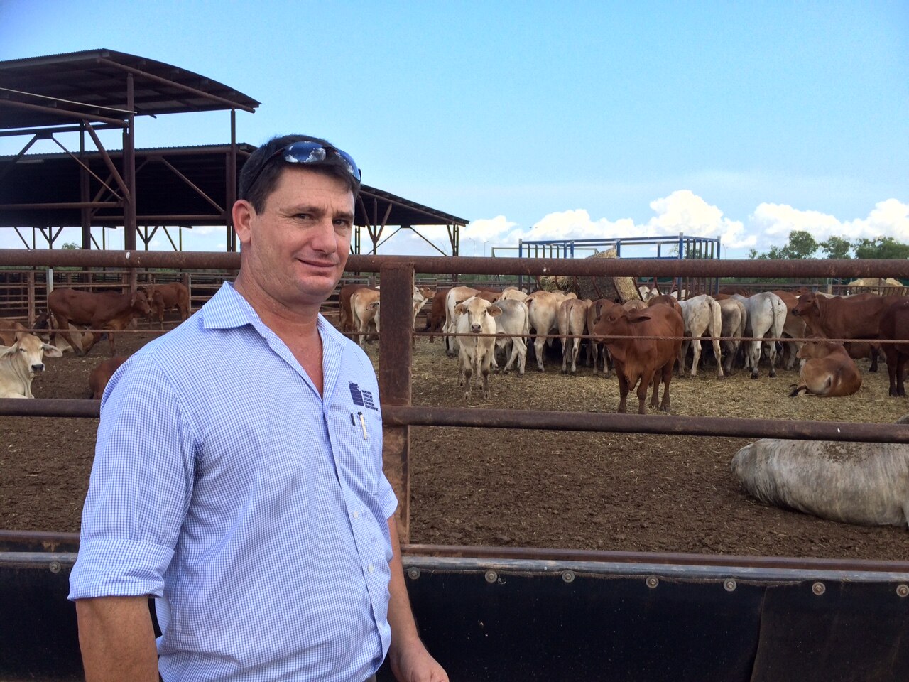 Berrimah export yards upgrade to raise live export welfare standards ...