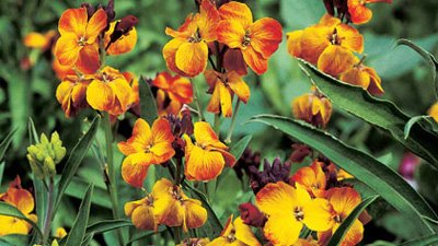 Erysimum - Gardening Australia