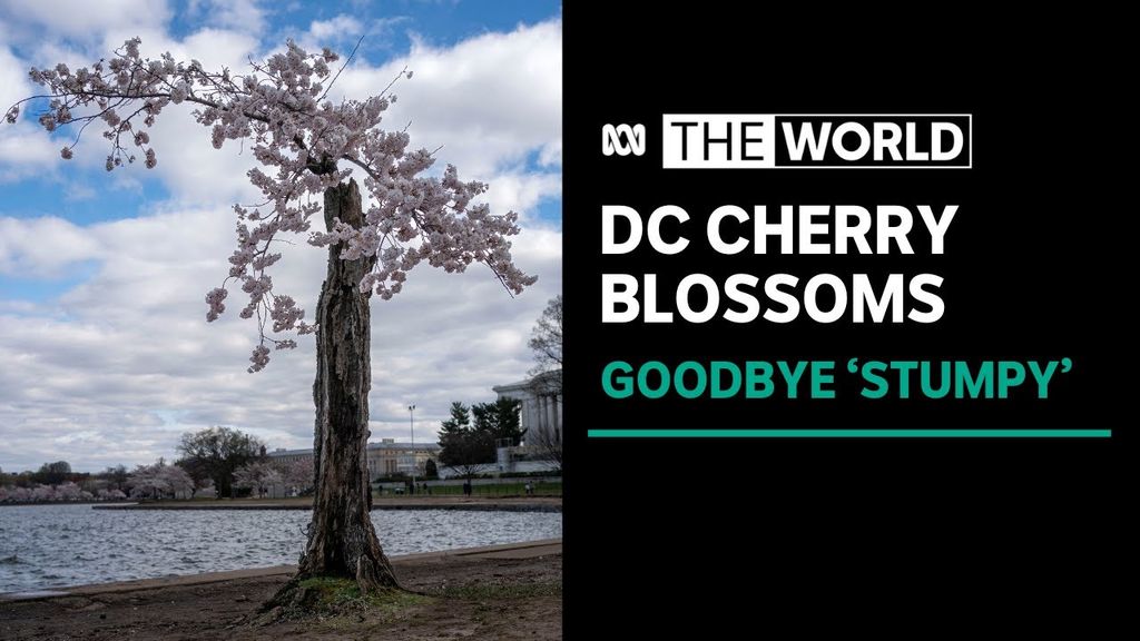 Washington DC bids farewell to cherry blossom tree 'Stumpy' - ABC News