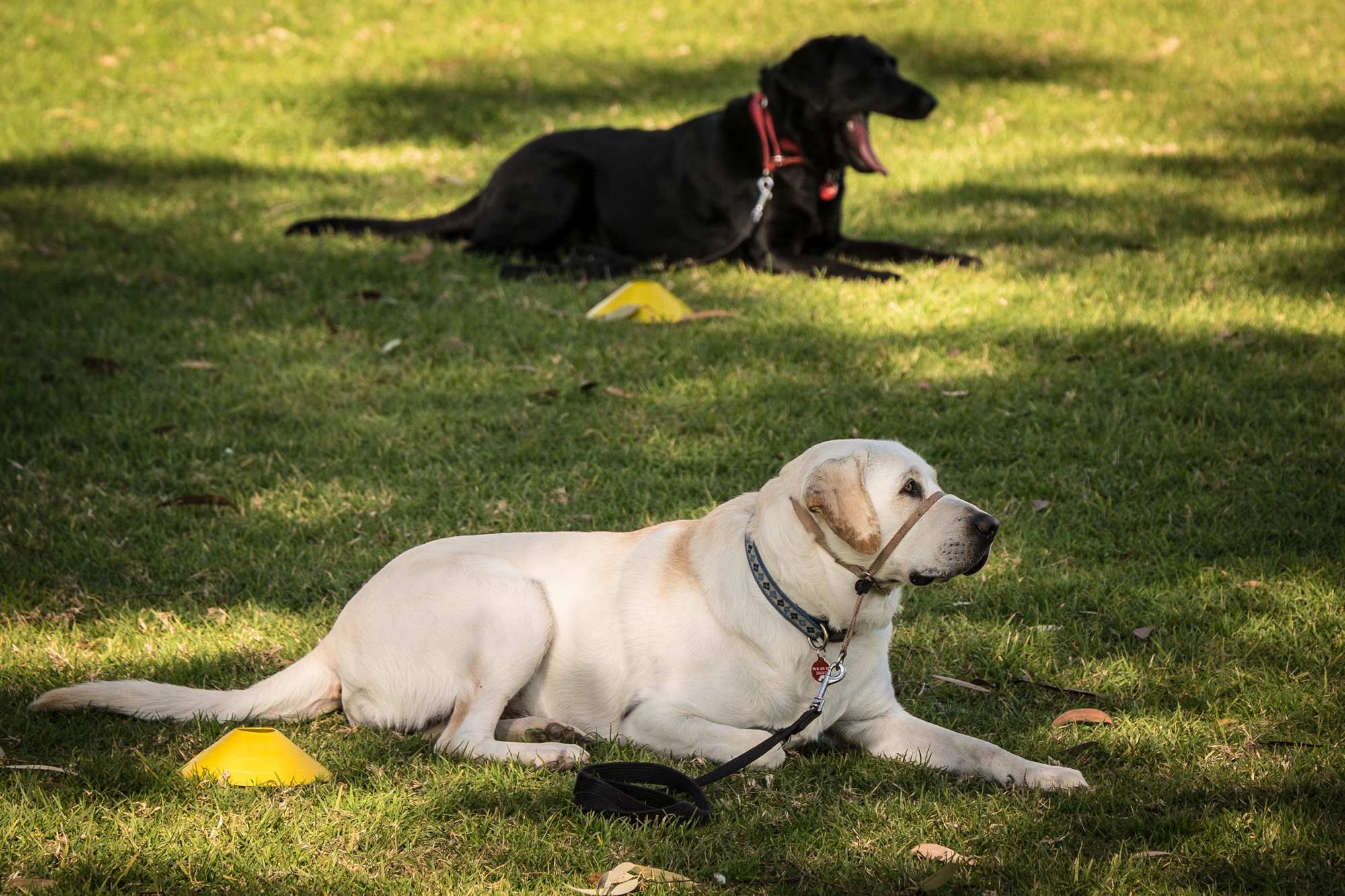 Volunteers needed to care for Guide Dog puppies across Sydney - ABC News