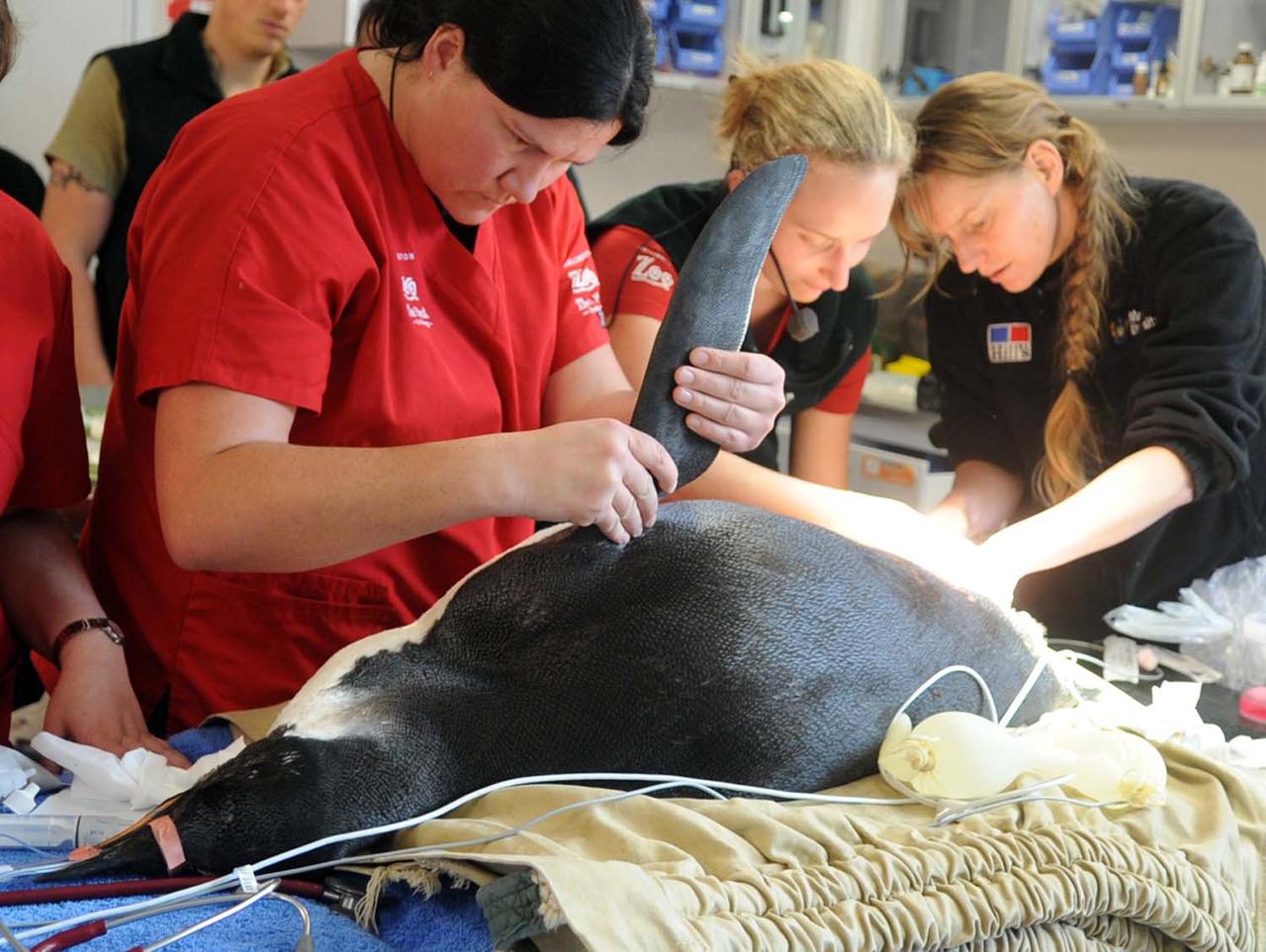 Top NZ surgeon operates on lost penguin - ABC News