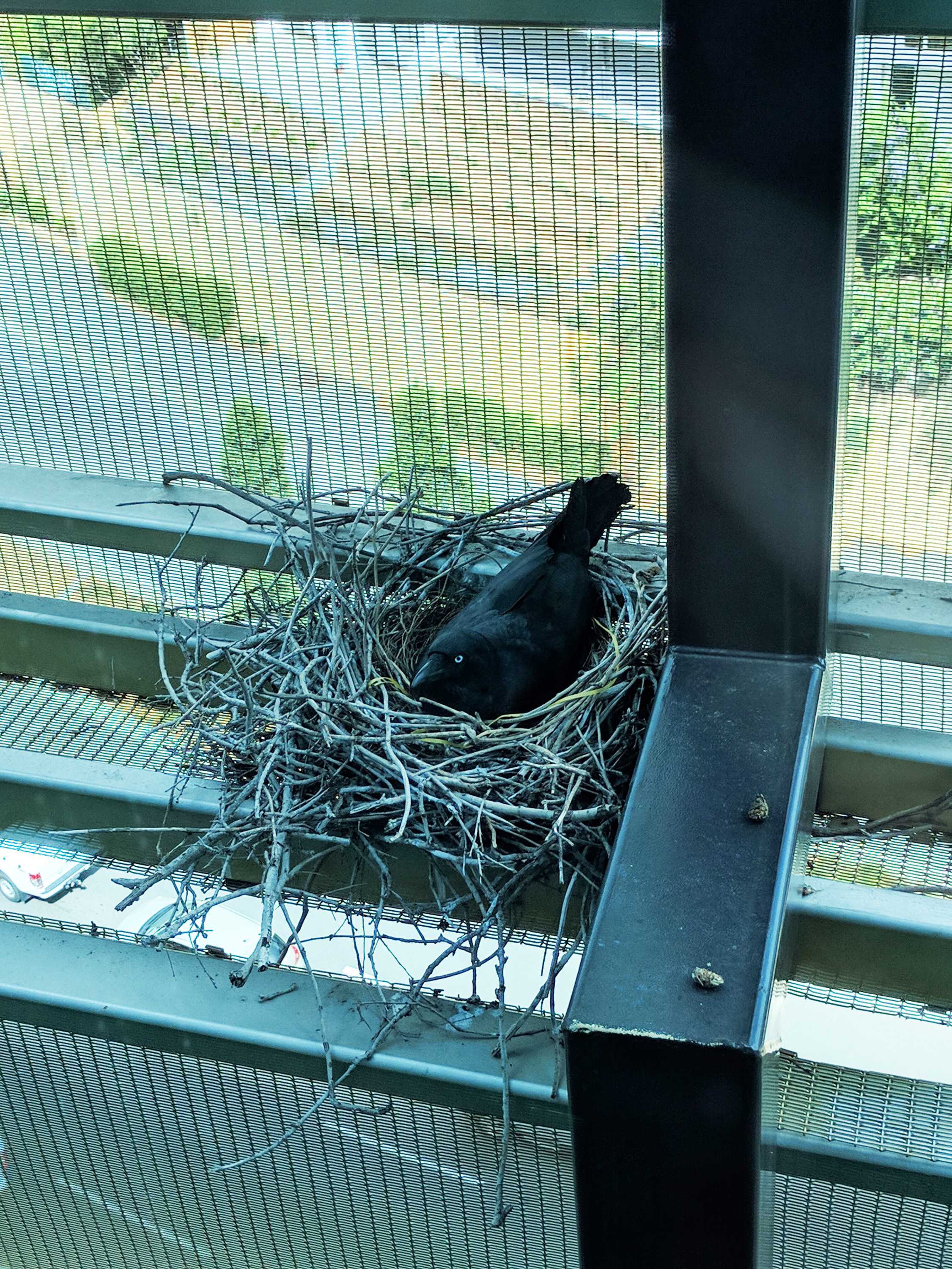 Queensland Torresian crows form new nesting habits in major ...