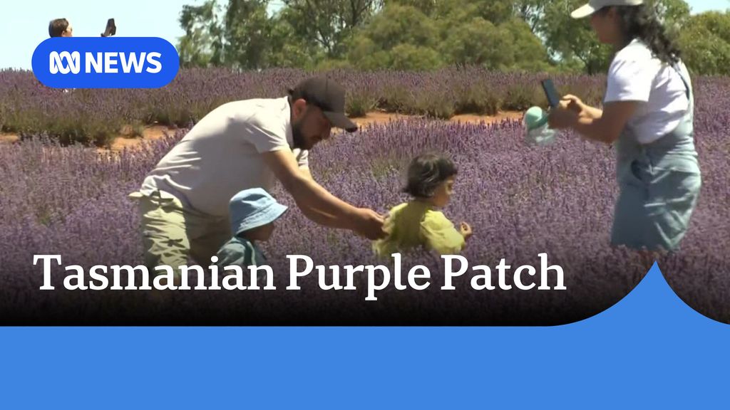 Tourists seizing the chance to see Tasmania in purple patch - ABC News