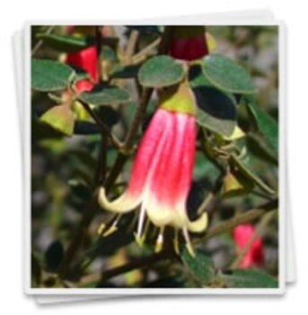 Native flower chosen for Canberra's 100th birthday - ABC News